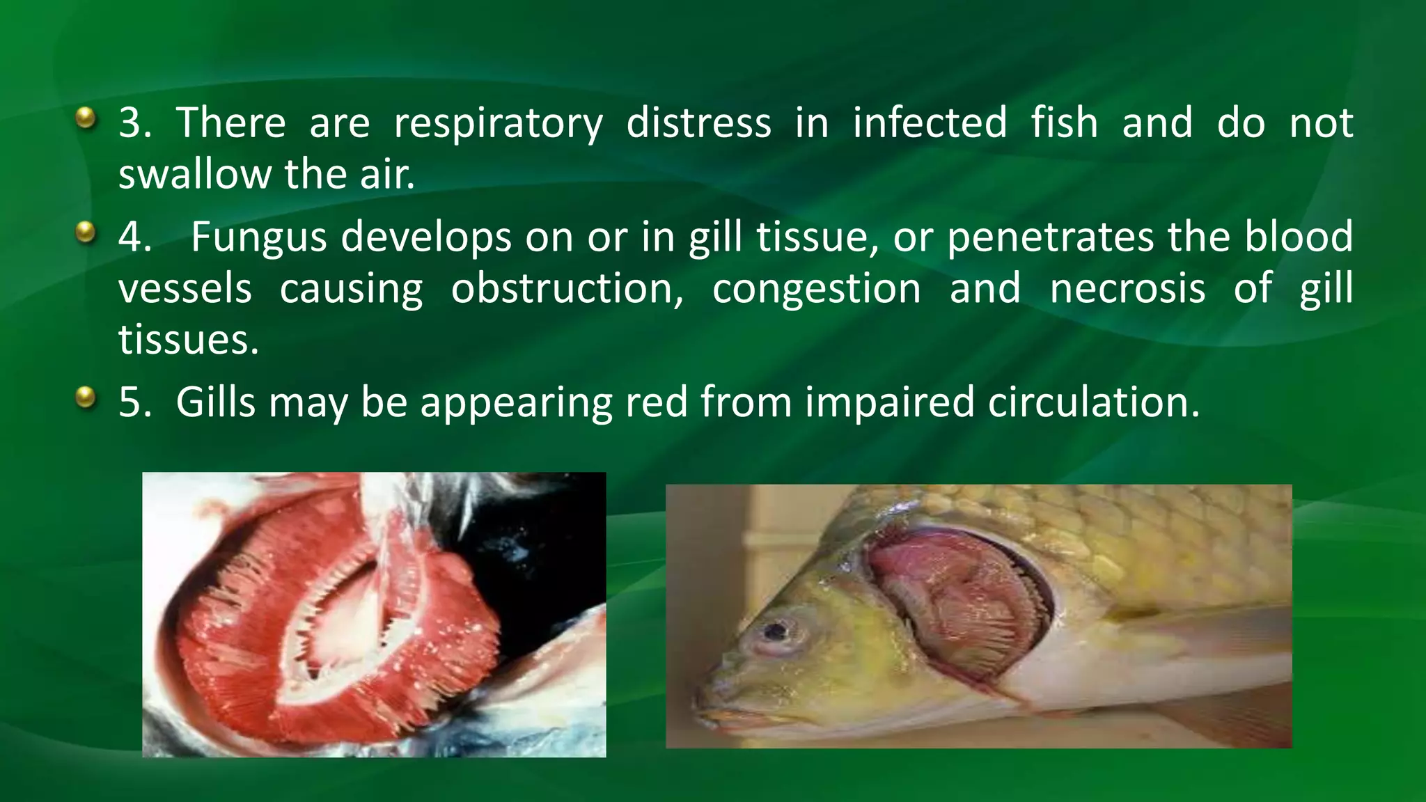 fungal disease in fishes | PPTX
