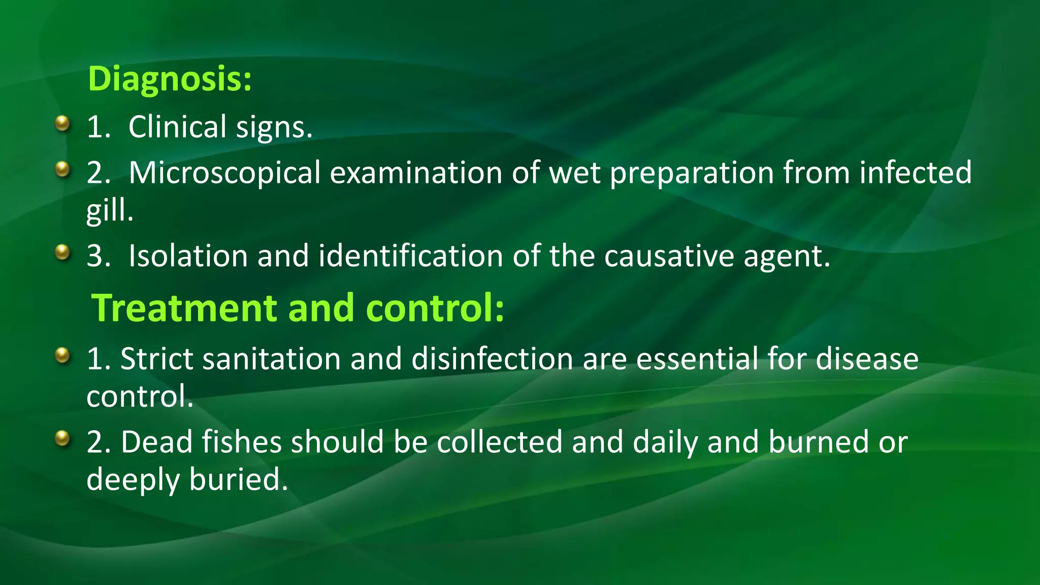 fungal disease in fishes | PPTX