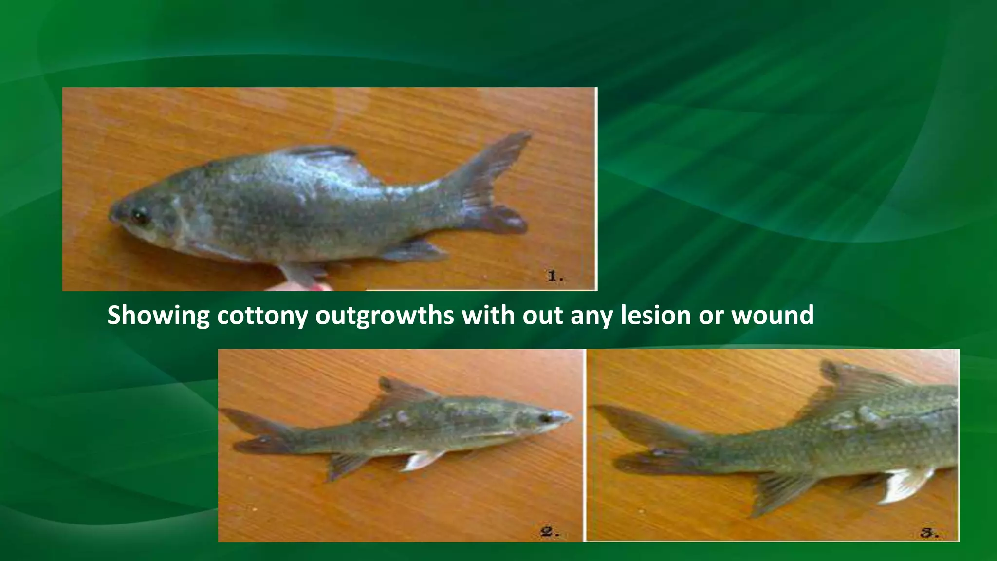 fungal disease in fishes | PPTX