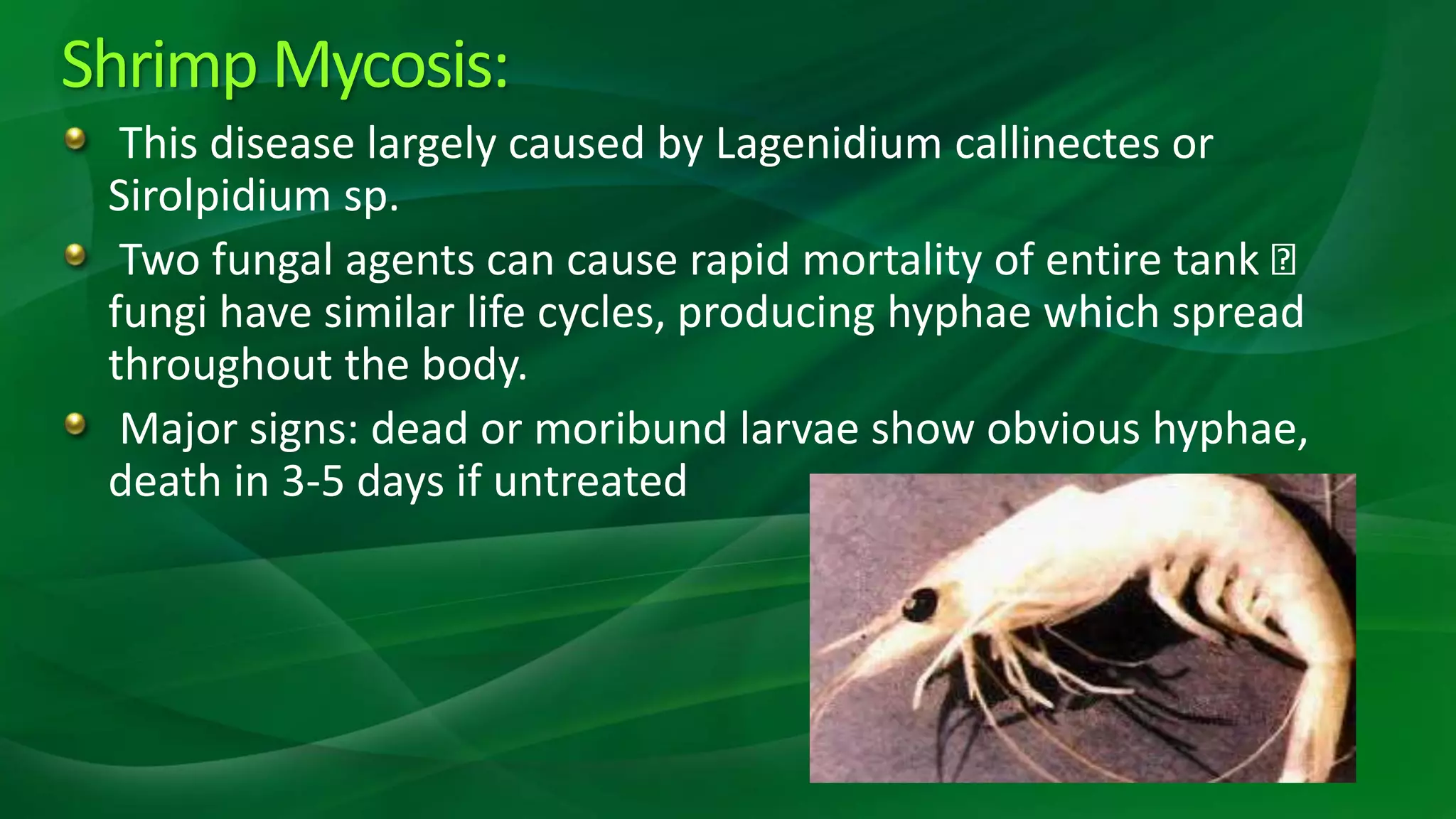 fungal disease in fishes | PPTX