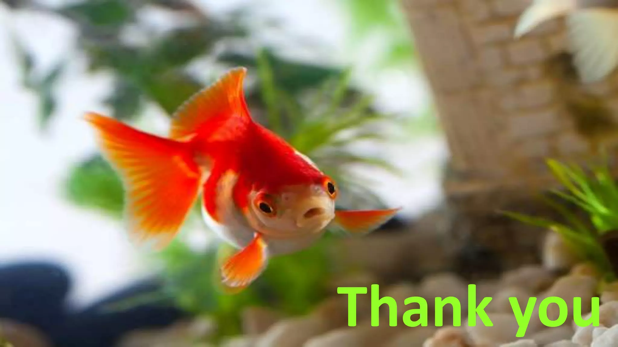 fungal disease in fishes | PPTX