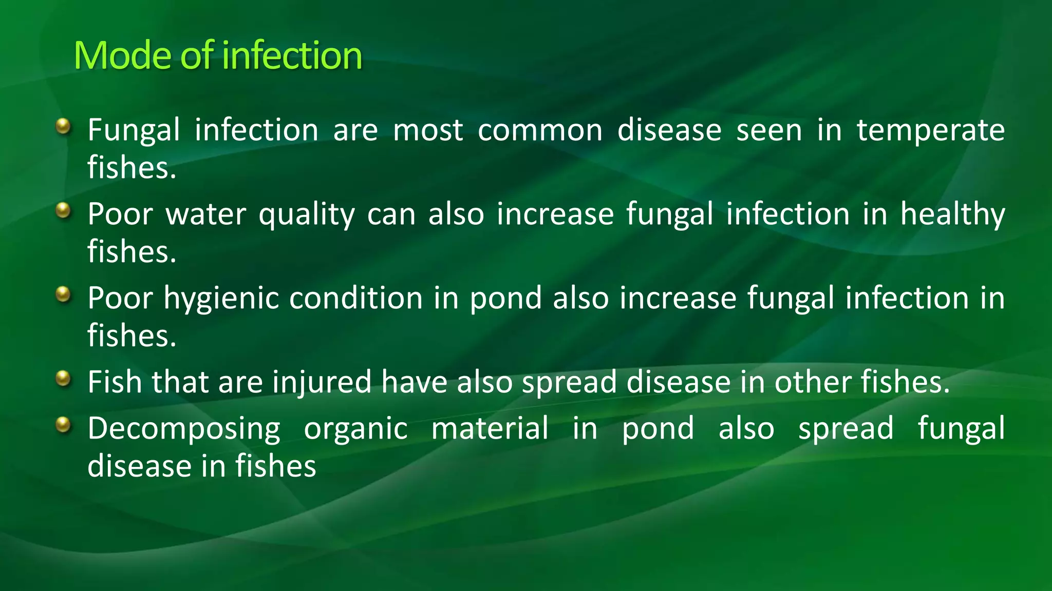 fungal disease in fishes | PPTX