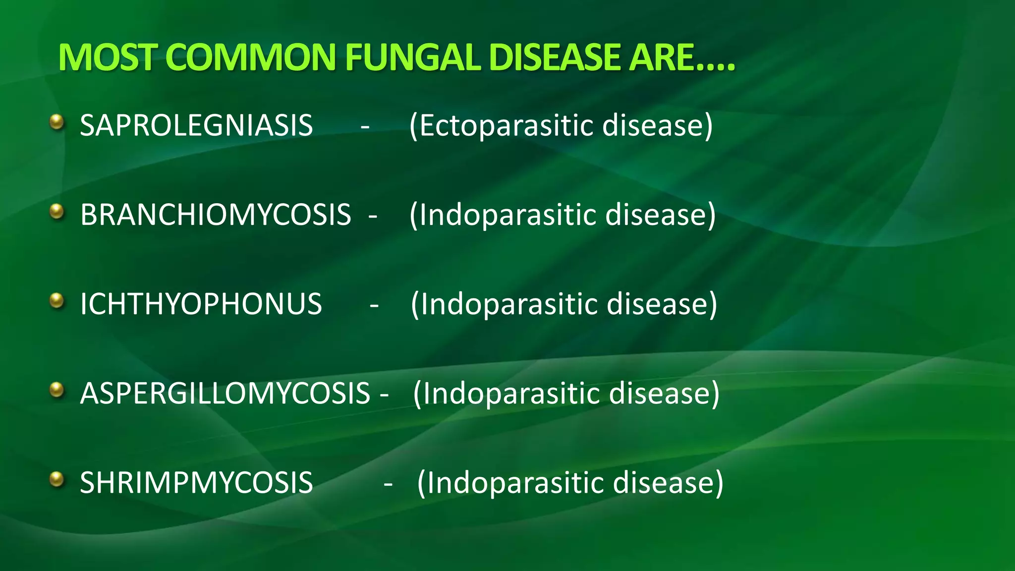 fungal disease in fishes | PPTX