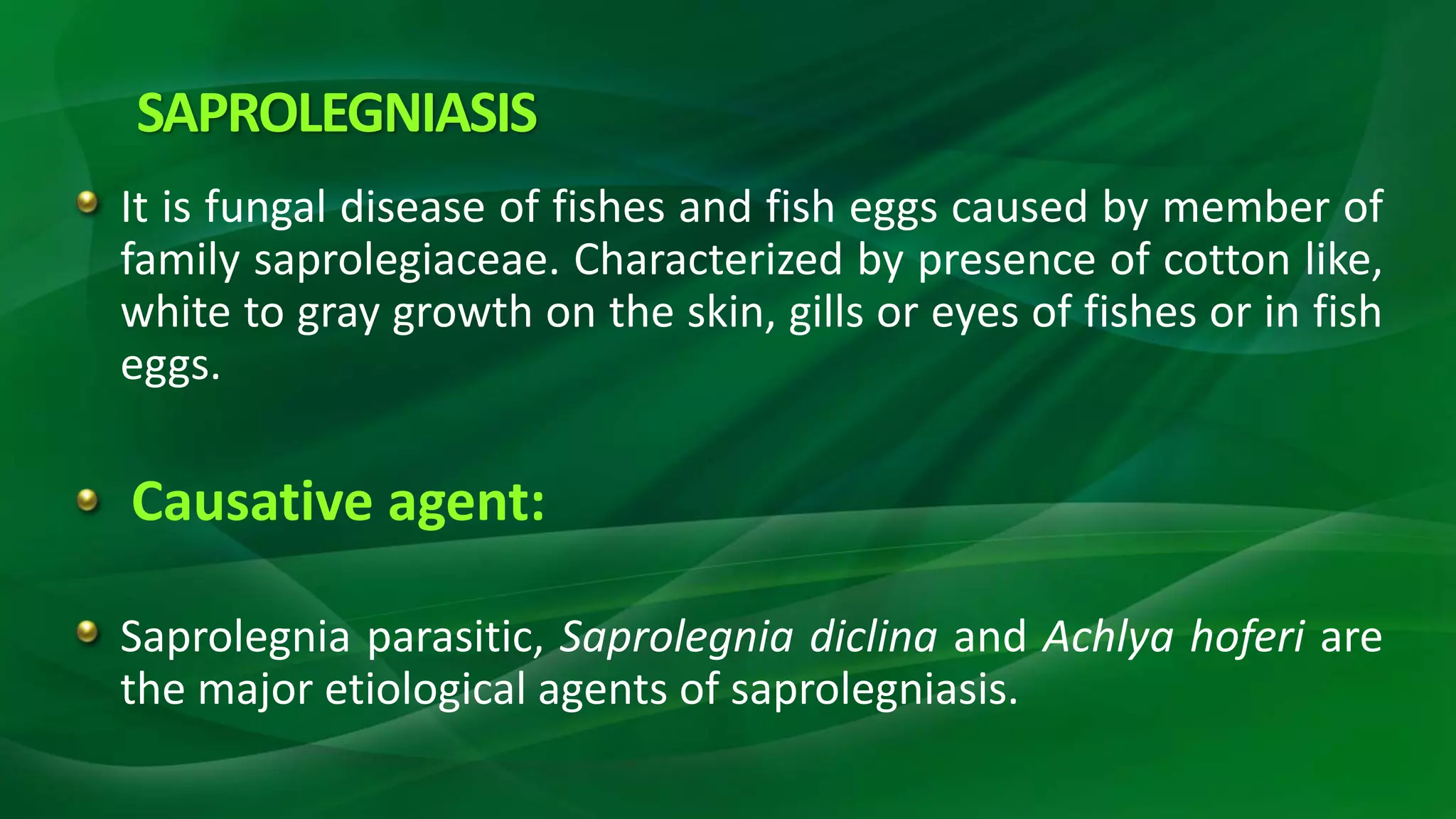 fungal disease in fishes | PPTX