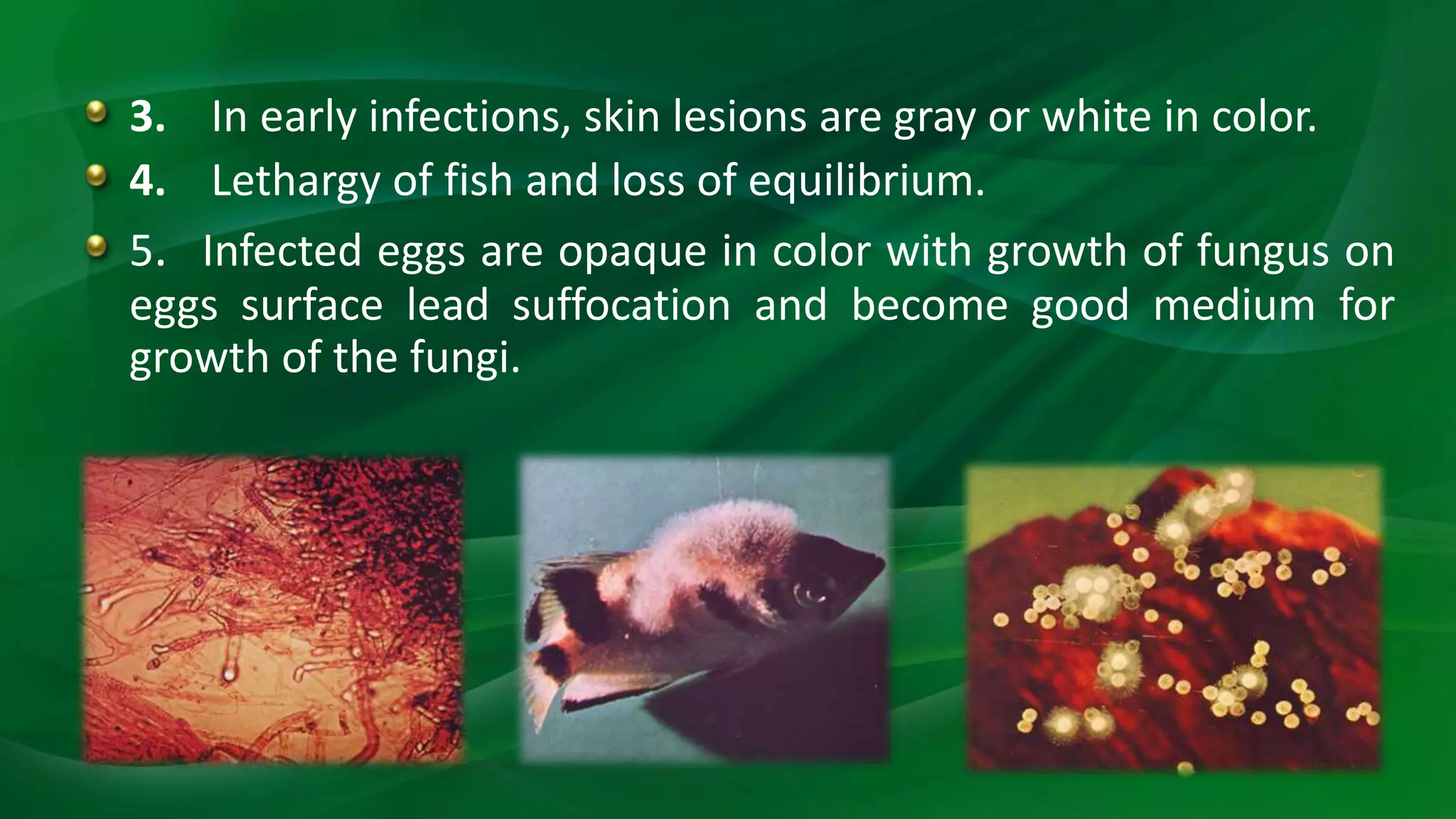 fungal disease in fishes | PPTX
