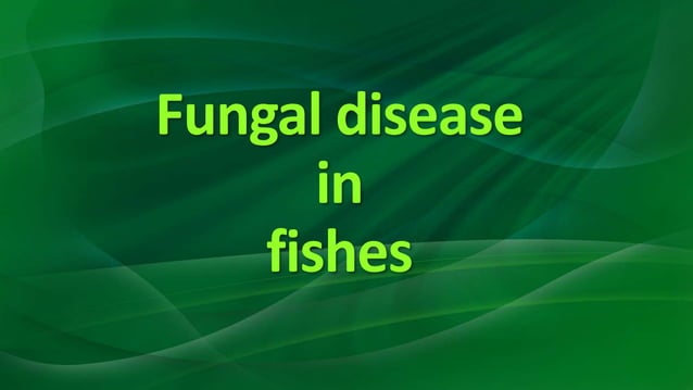 fungal disease in fishes | PPTX | Fish and Aquariums | Pets
