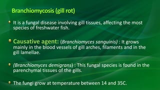 fungal disease in fishes | PPTX