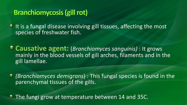 fungal disease in fishes | PPTX | Fish and Aquariums | Pets