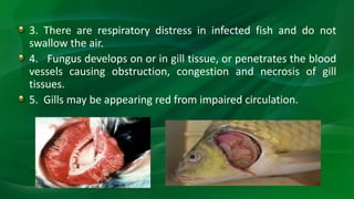 fungal disease in fishes | PPTX