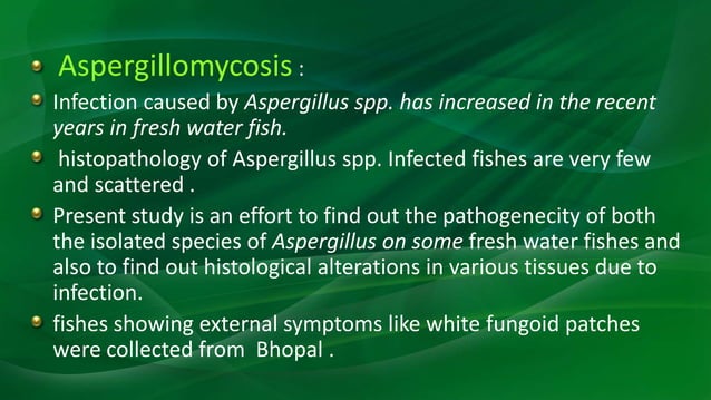fungal disease in fishes | PPTX | Fish and Aquariums | Pets