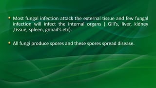 fungal disease in fishes | PPTX