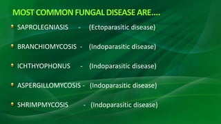 fungal disease in fishes | PPTX