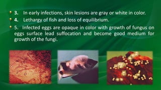 fungal disease in fishes | PPTX