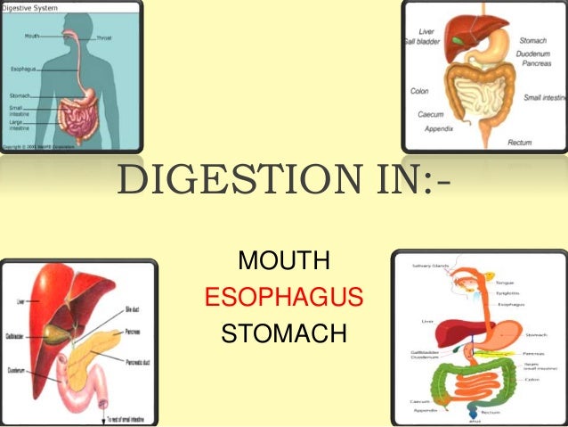 digestion in mouth, esophagus and stomach...