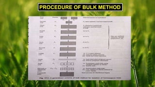 GENETIC BESIS OF BREEDING IN SELF-POLLINATED CROPS pptx. | PPT