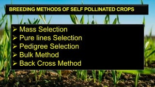GENETIC BESIS OF BREEDING IN SELF-POLLINATED CROPS pptx. | PPT