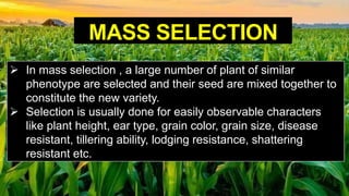 GENETIC BESIS OF BREEDING IN SELF-POLLINATED CROPS pptx. | PPT