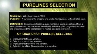 GENETIC BESIS OF BREEDING IN SELF-POLLINATED CROPS pptx. | PPT