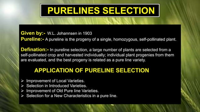 Genetic Besis Of Breeding In Self Pollinated Crops Pptx Ppt