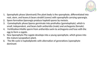 Comprehensive Study of Lycopodium: Morphology, Anatomy, and Life Cycle ...