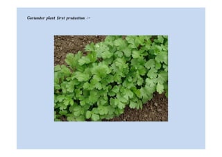 aman print.pdf for coriander how to prepare | PPT