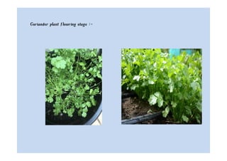 aman print.pdf for coriander how to prepare | PPT