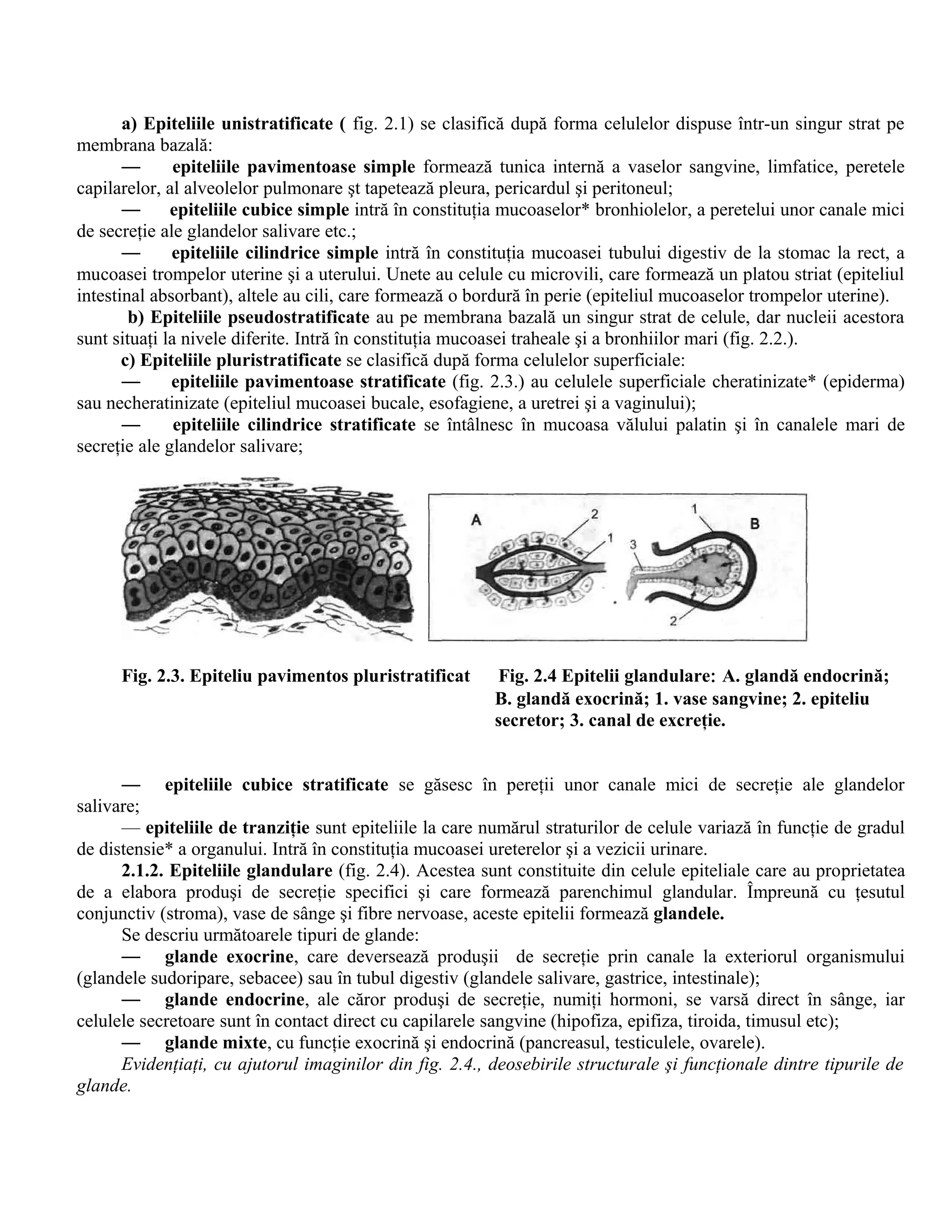 A manual anatomie | DOC