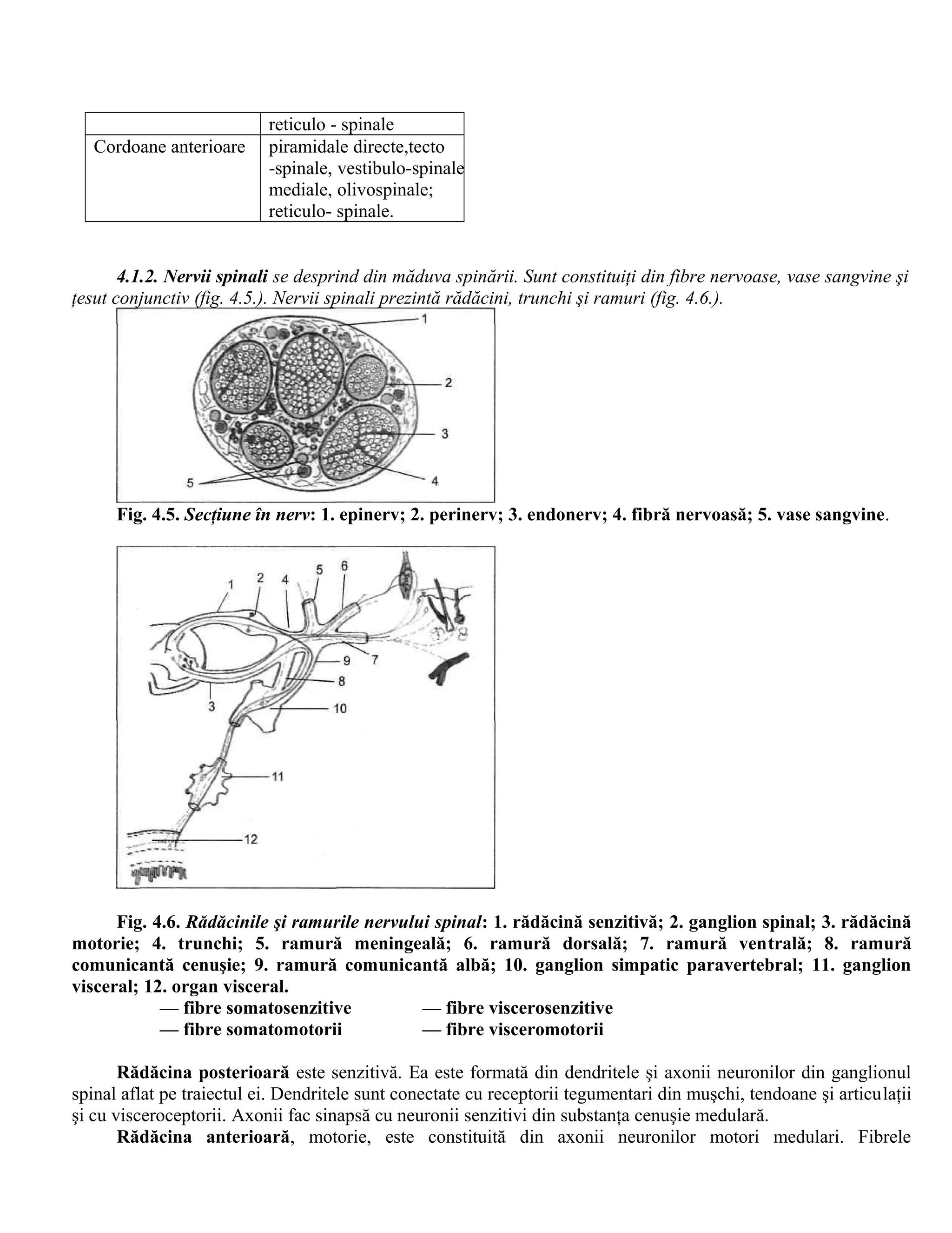 A manual anatomie | DOC