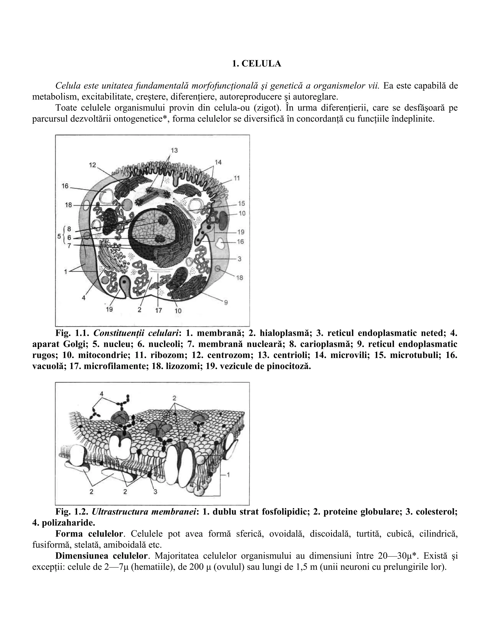 A manual anatomie | DOC