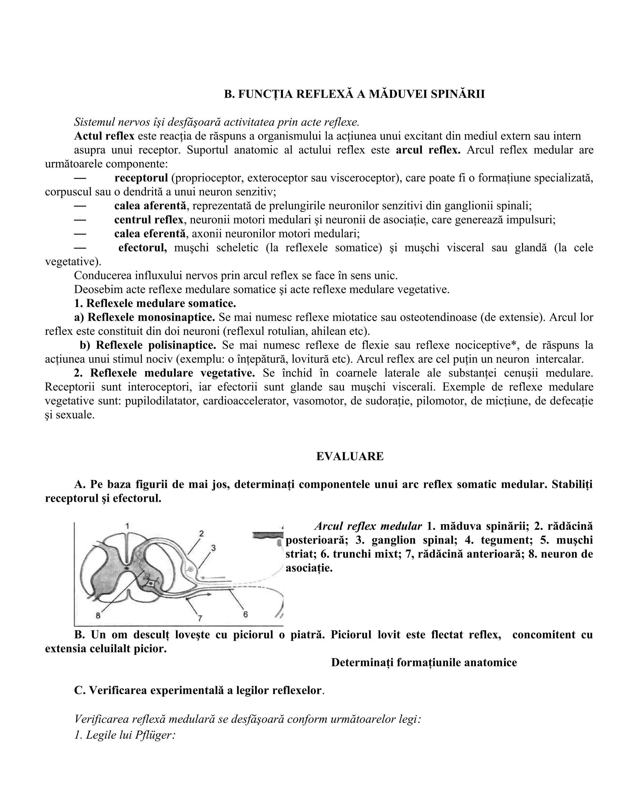 A manual anatomie | DOC