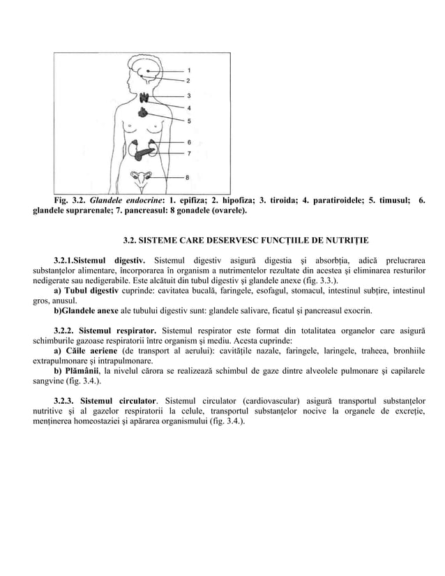 A manual anatomie | PDF