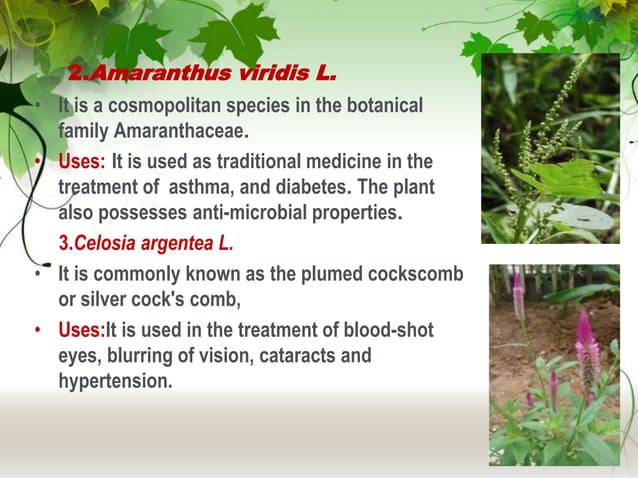 Amaranthaceae.pptx | Gardening | Home & Garden