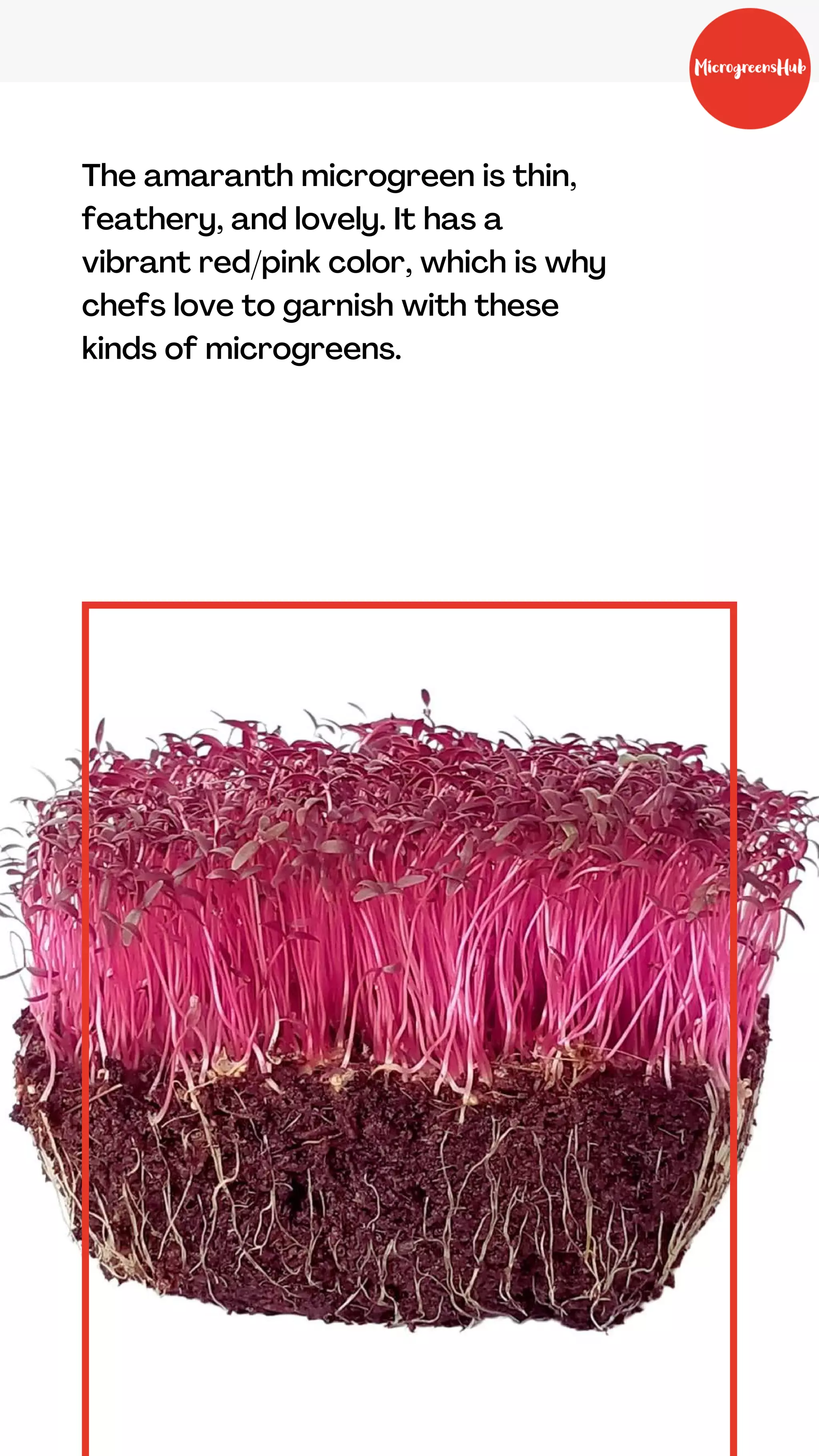 Amaranth Microgreens.pdf