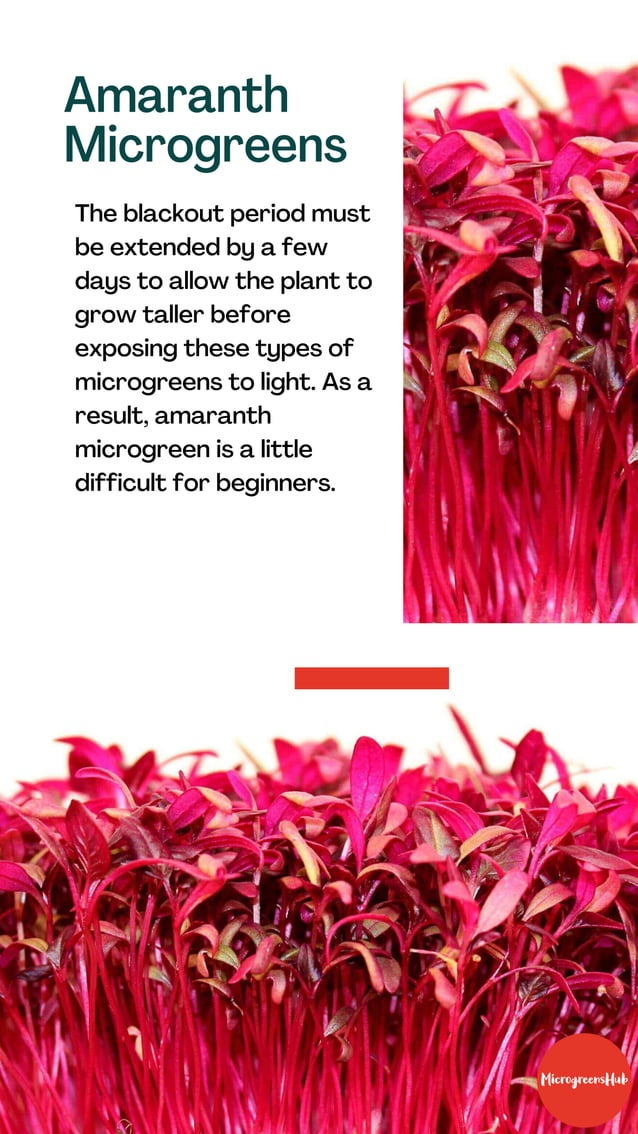 Amaranth Microgreens.pdf