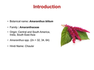 Amaranthus | PPTX