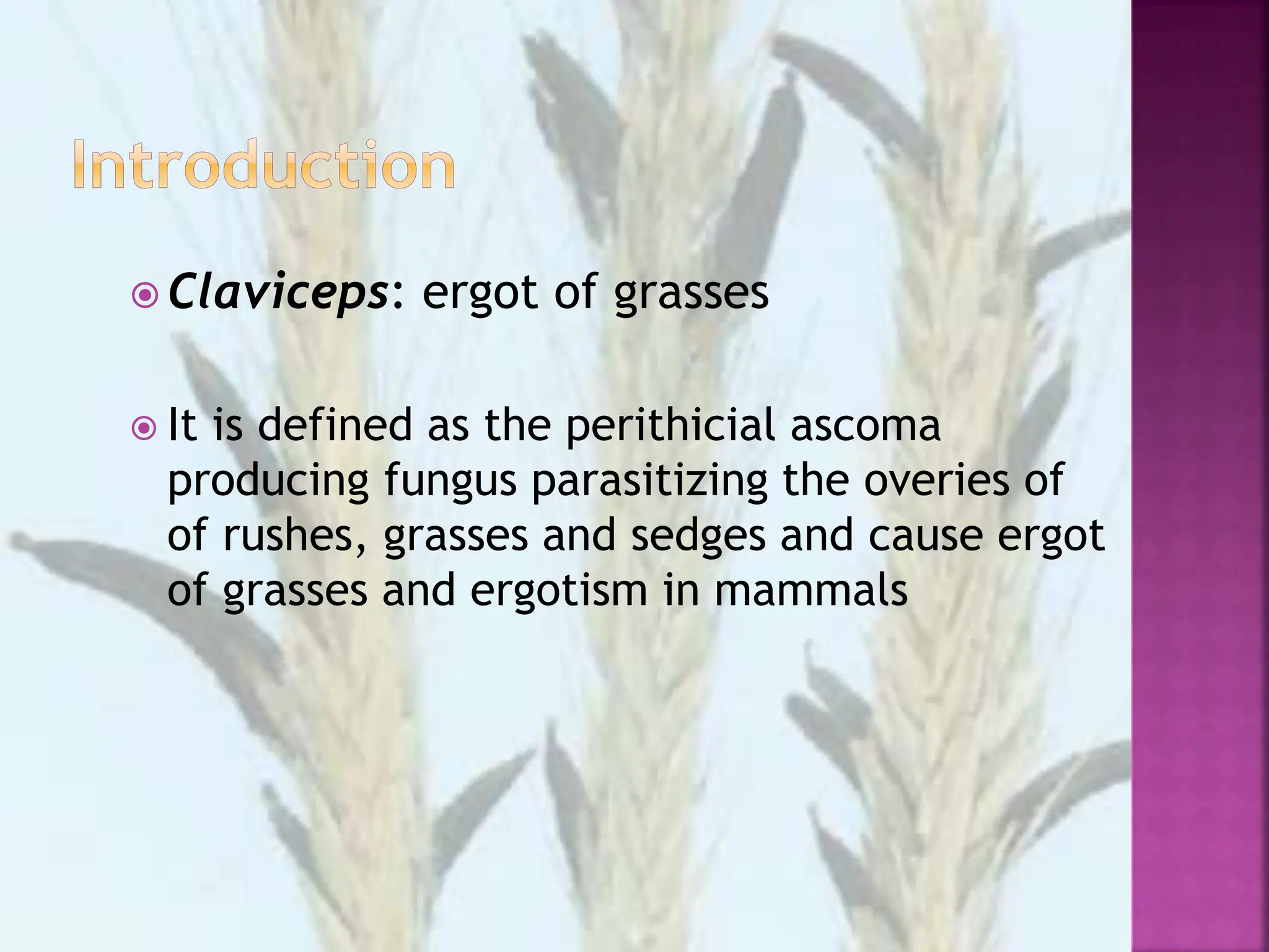 Amatu Rehman Presentation on Claviceps.pptx