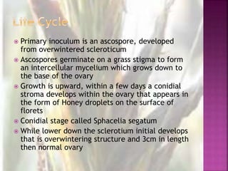 Amatu Rehman Presentation on Claviceps.pptx