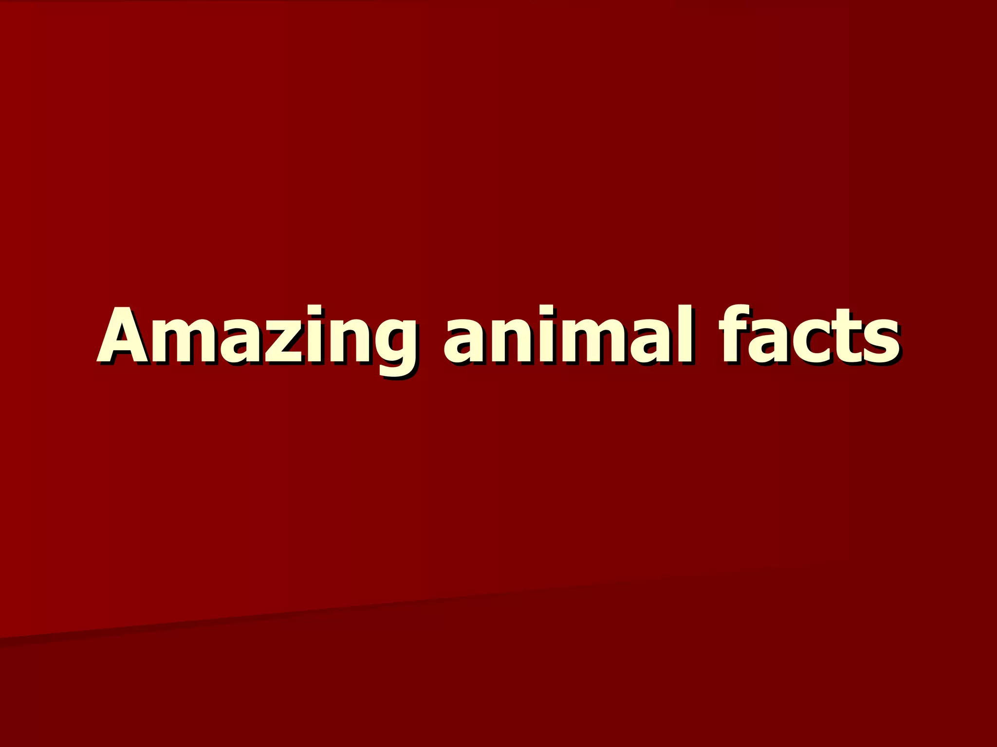 Amazing Animal Facts | PPT