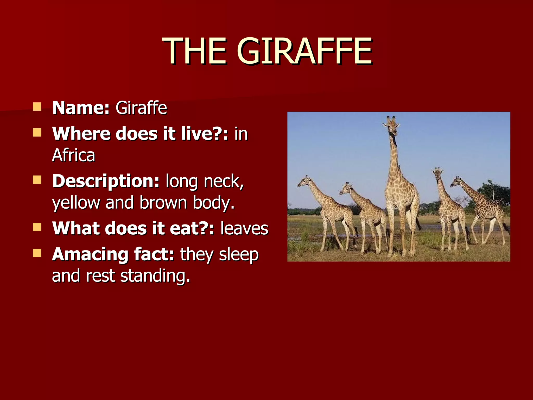 Amazing Animal Facts | PPT