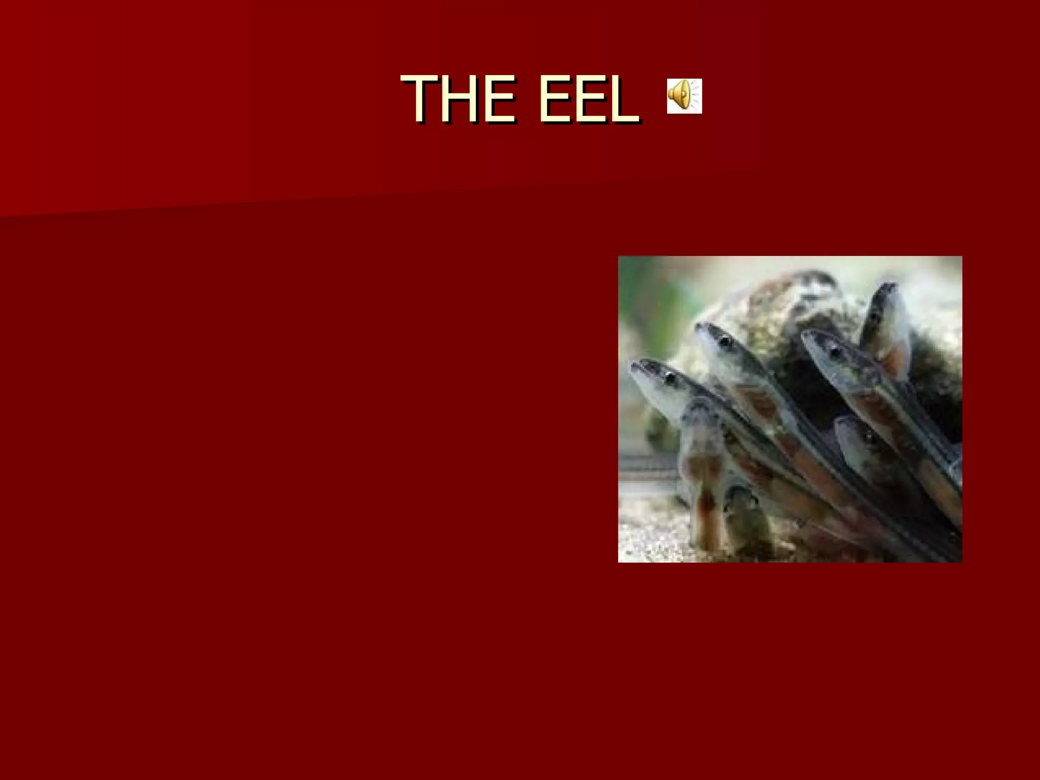 Amazing Animal Facts | PPT