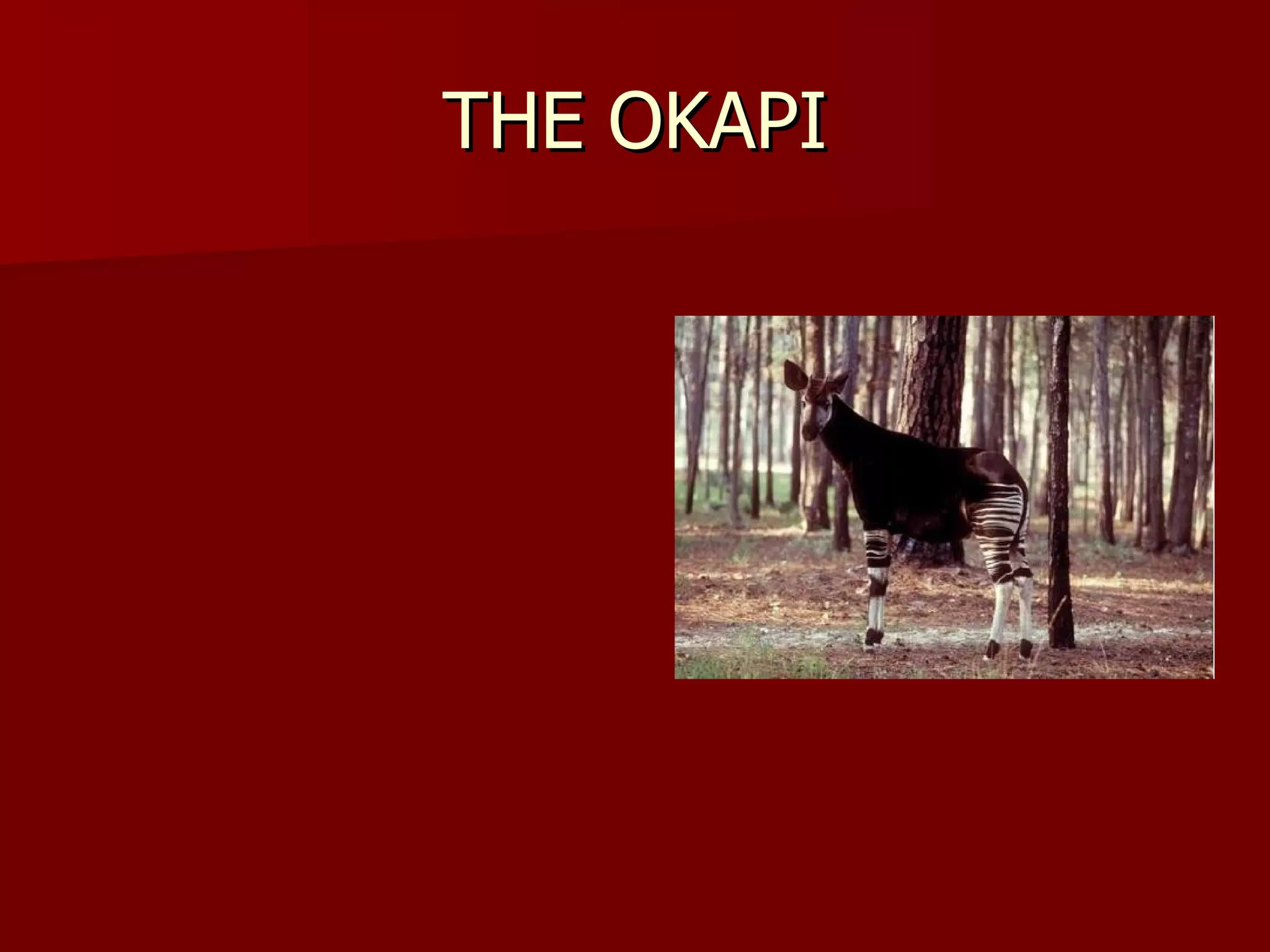 Amazing Animal Facts | PPT