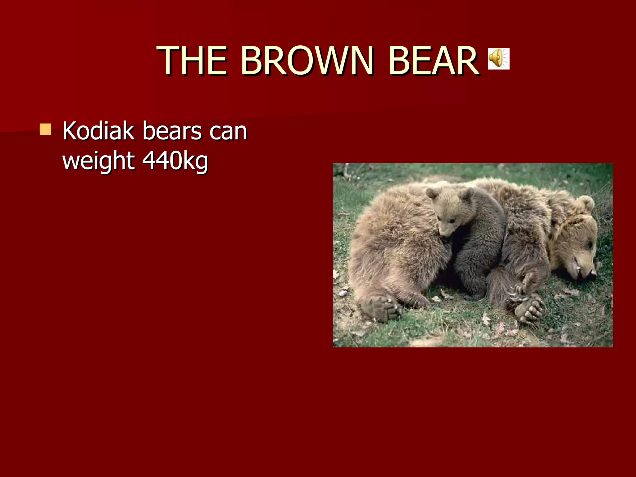 Amazing Animal Facts | PPT