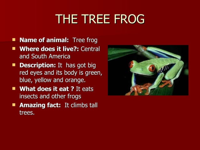 Amazing Animal Facts | PPT
