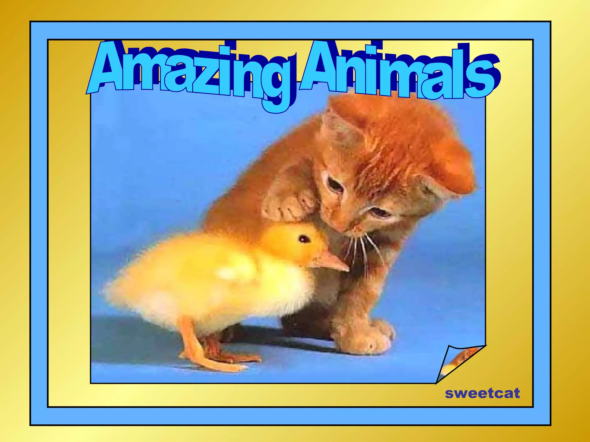 Amazing Animals | PPS