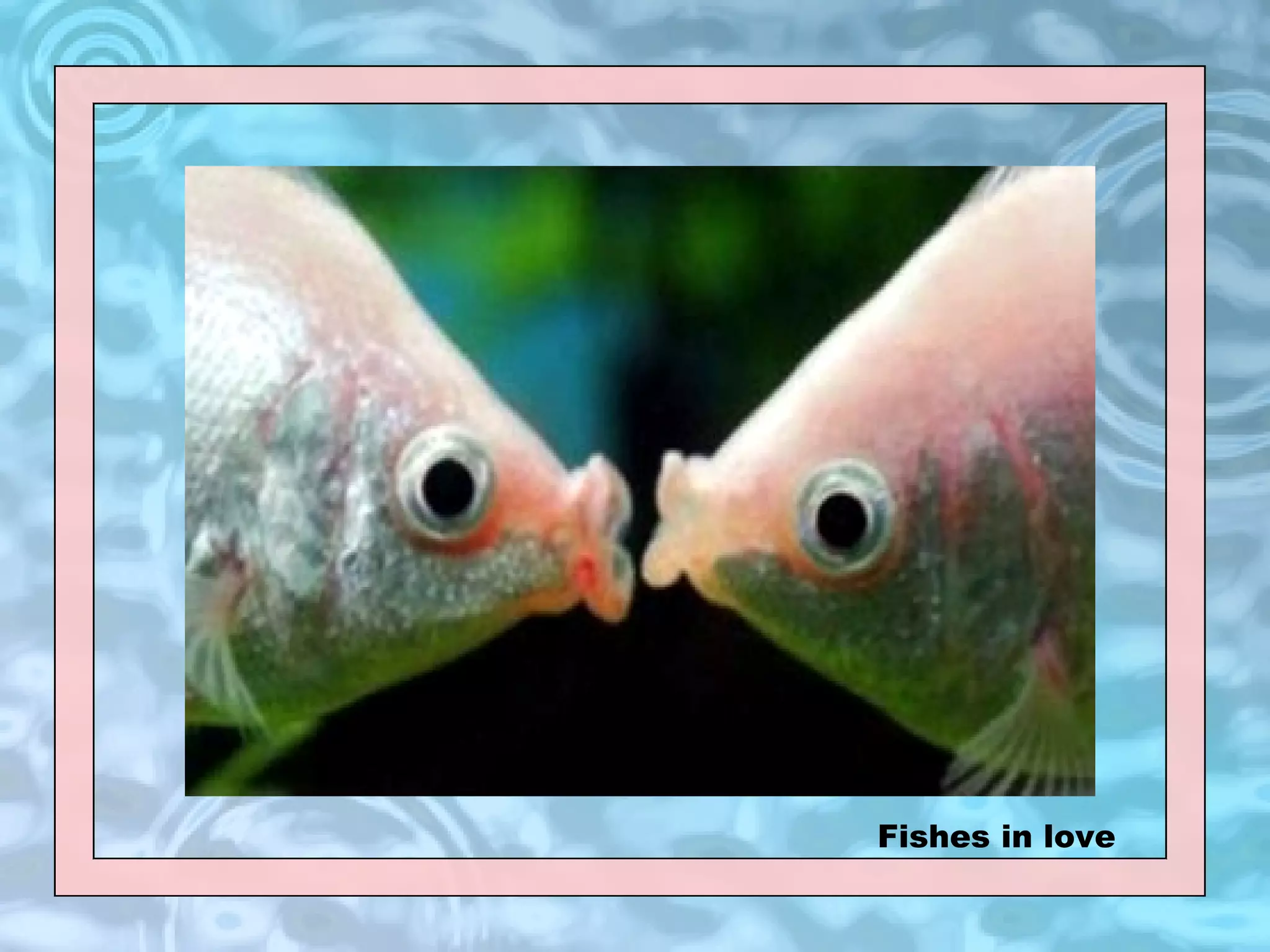 Amazing Animals | PPS