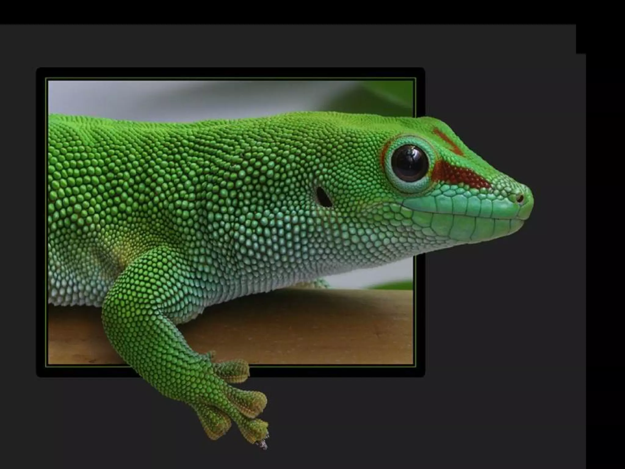 Amazing Animals (Cmp) | PPS