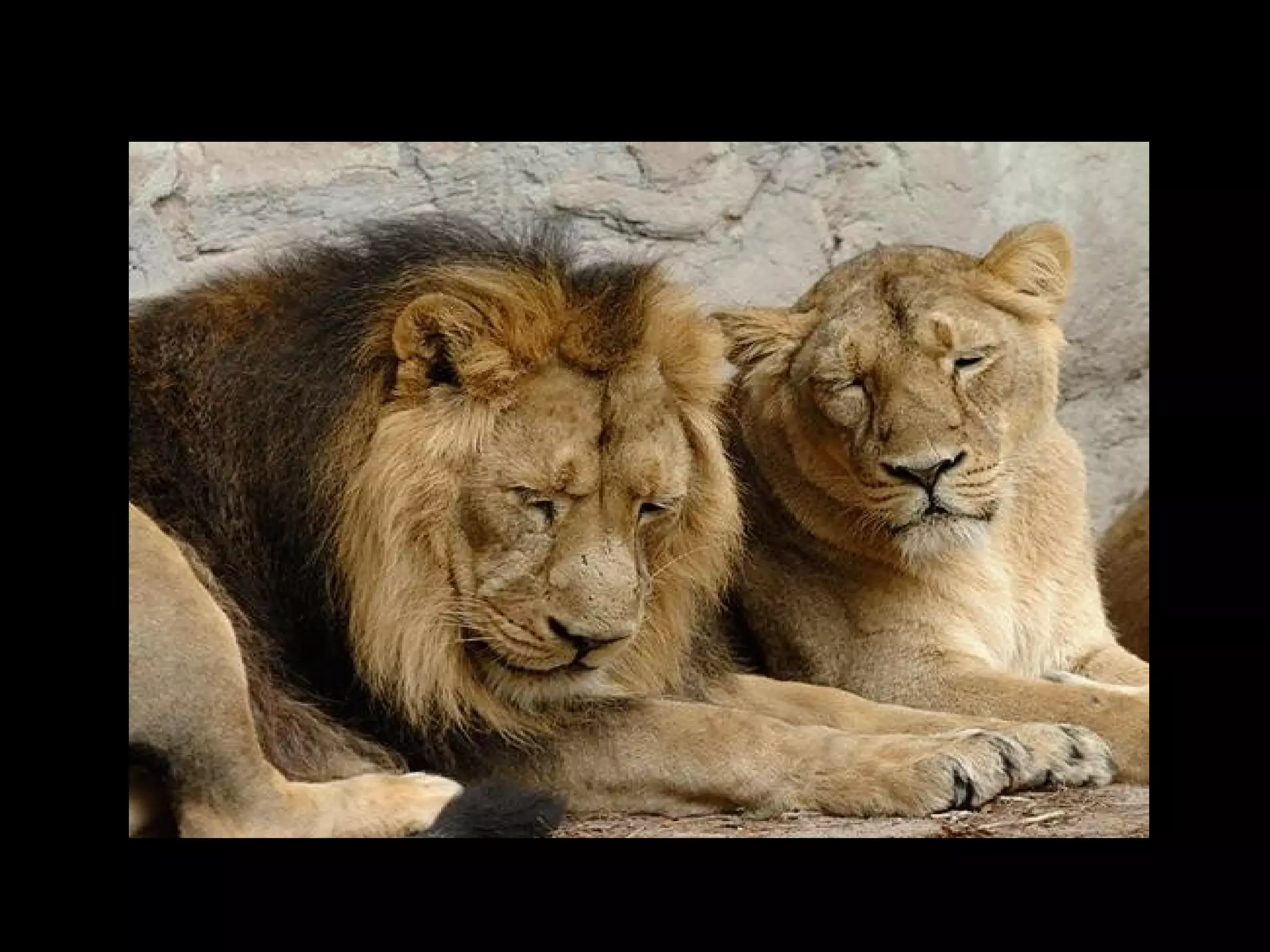 Amazing Animals (Cmp) | PPS