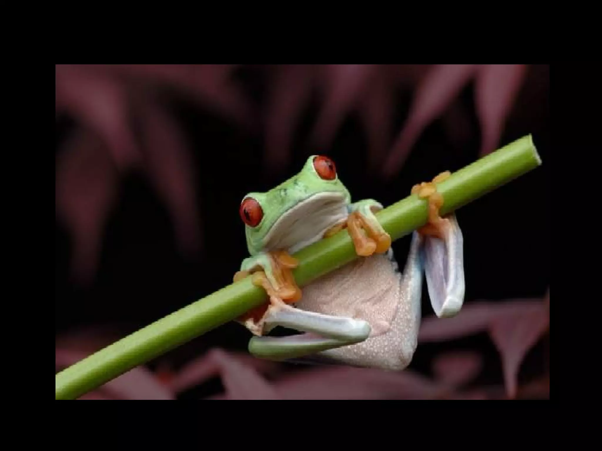 Amazing Animals (Cmp) | PPS