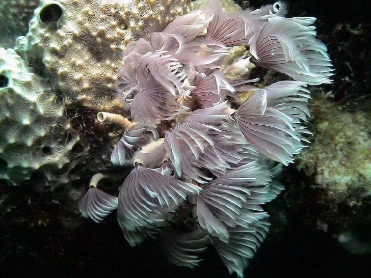 Amazing Flowers Under The Deep Sea
