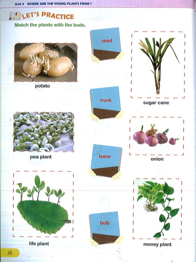 Amazing-Science-5.pdf